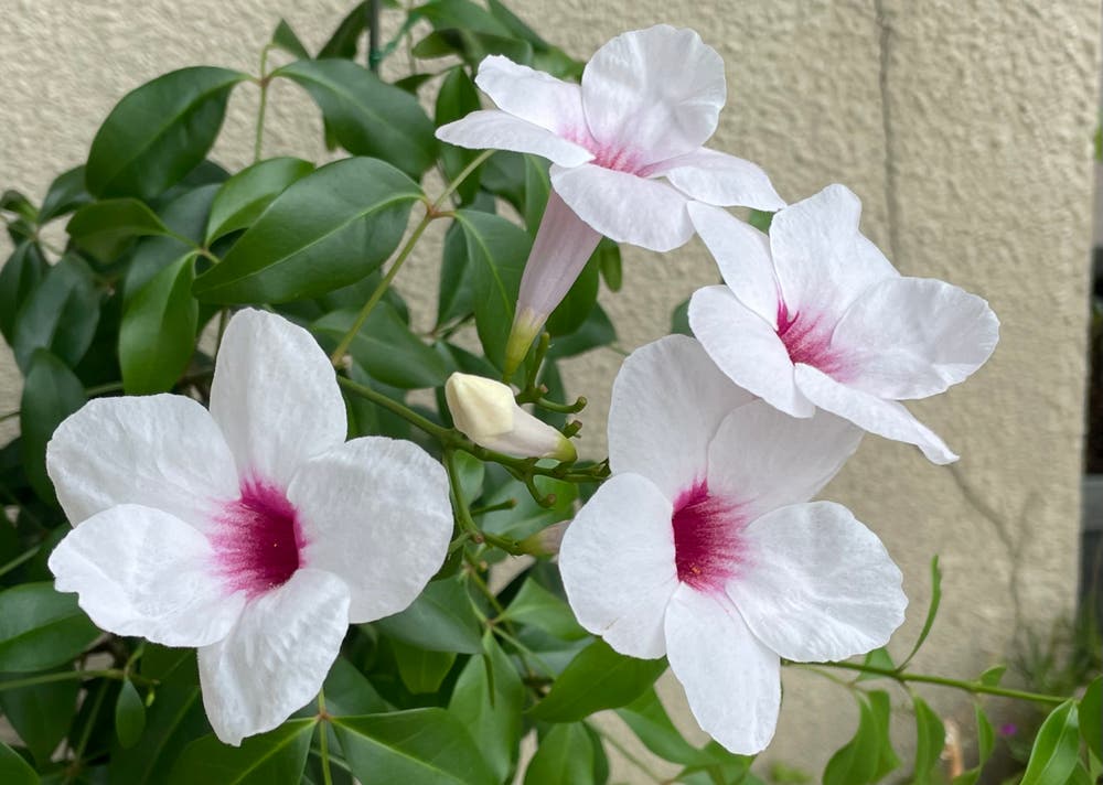 【写真】まっちゃんと歩けば IV …… 9619｜mashiro - 小説投稿エブリスタ