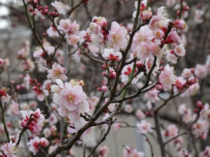 【本文】お気楽ブーおばさんの日記⑨（2025年）｜80ページ - 小説投稿エブリスタ