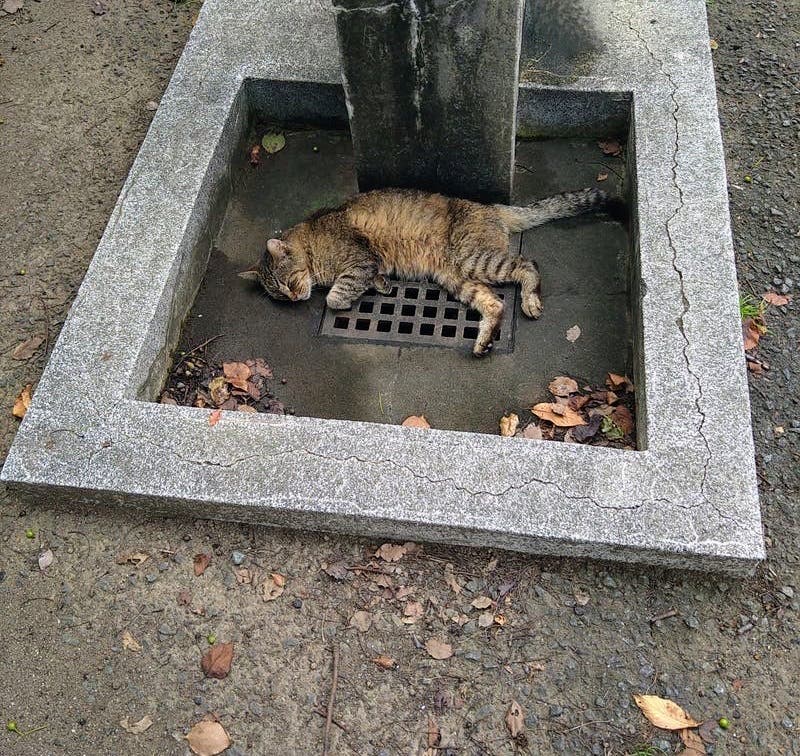 【本文】化け猫 ｜10ページ - 小説投稿エブリスタ